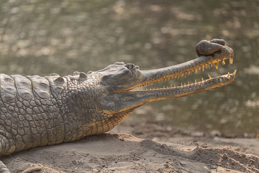 Gawial - smukły łowca ryb z Gangesu, który walczy o przetrwanie