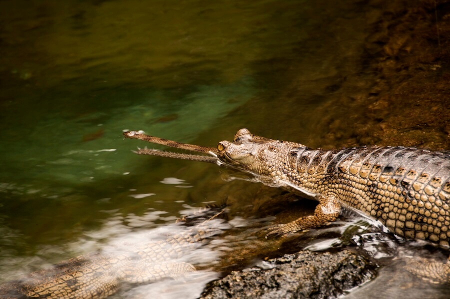 Gawial - smukły łowca ryb z Gangesu, który walczy o przetrwanie